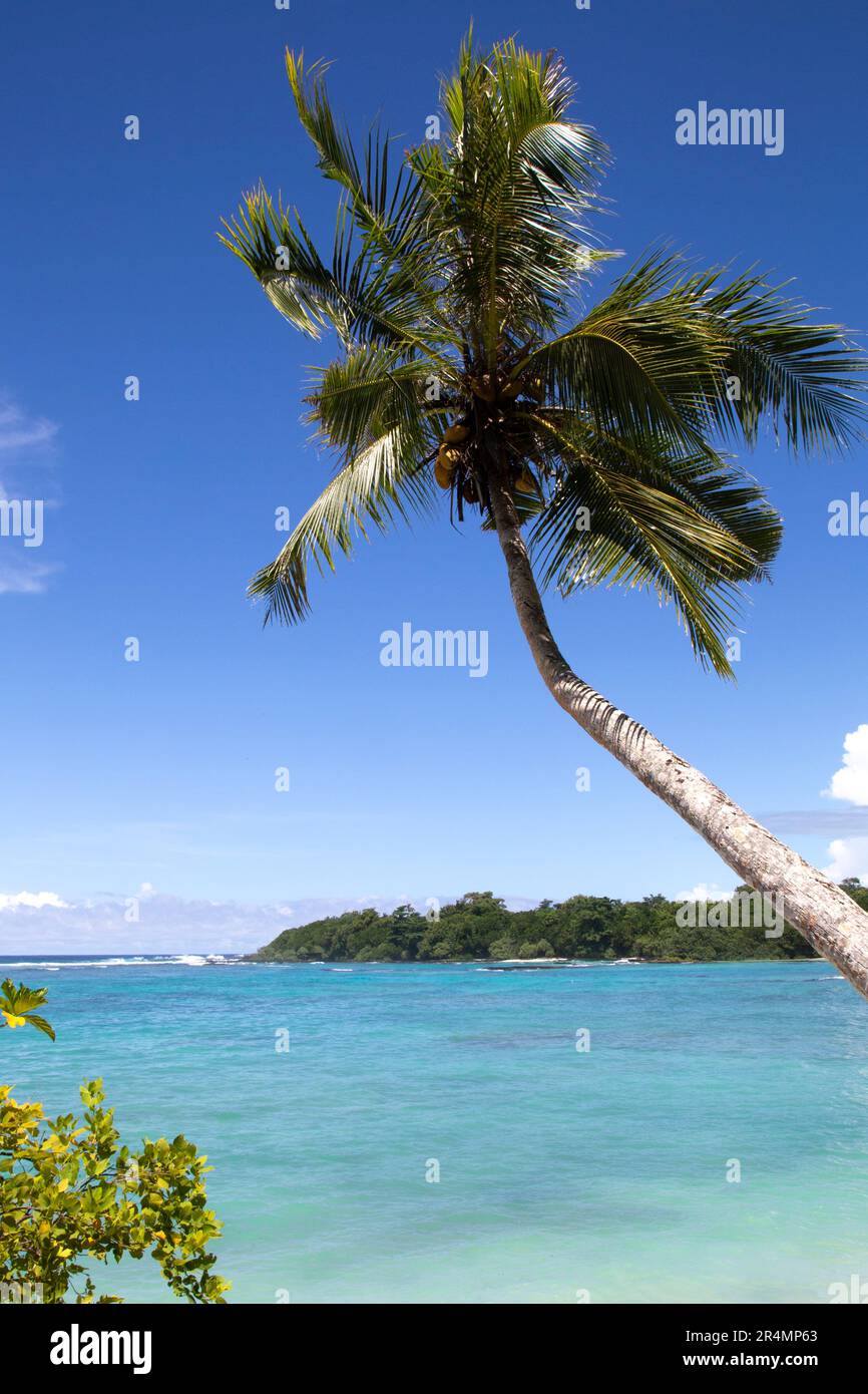 Single palm tree leaning over tropical blue waters of Samoa Stock Photo ...