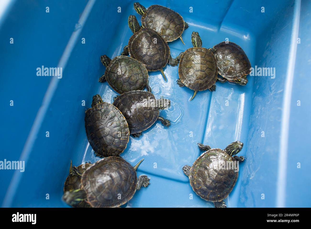 Numerous turtles pond hi-res stock photography and images - Alamy