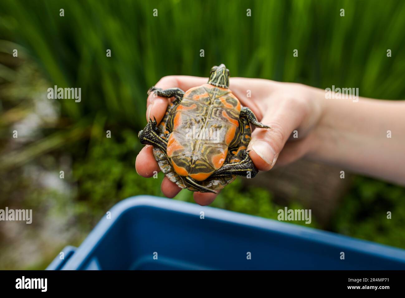 Underside of a Western Painted Turtle Stock Photo - Alamy