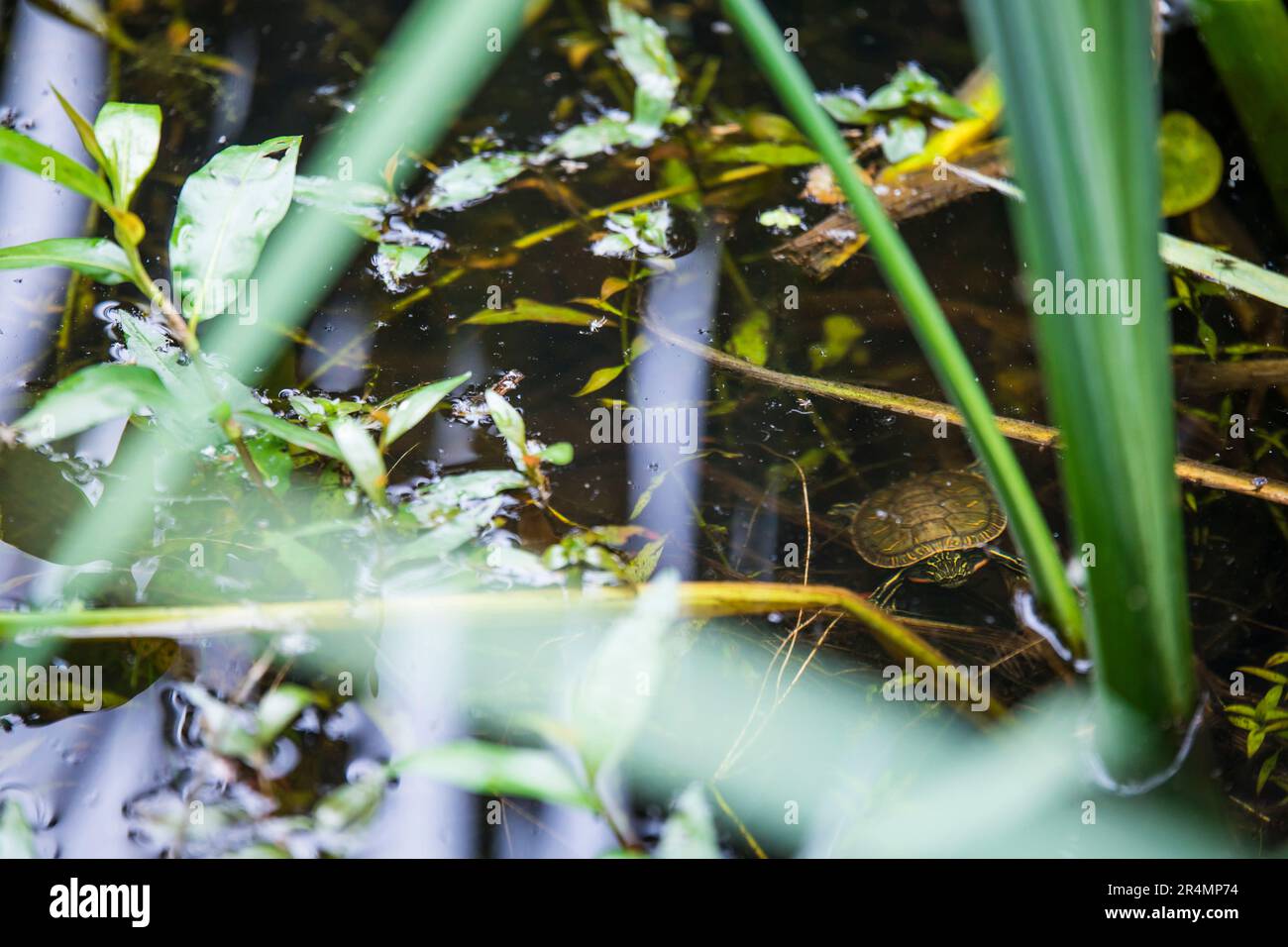 Western Painted Turtle swimming underwater in a pond Stock Photo - Alamy