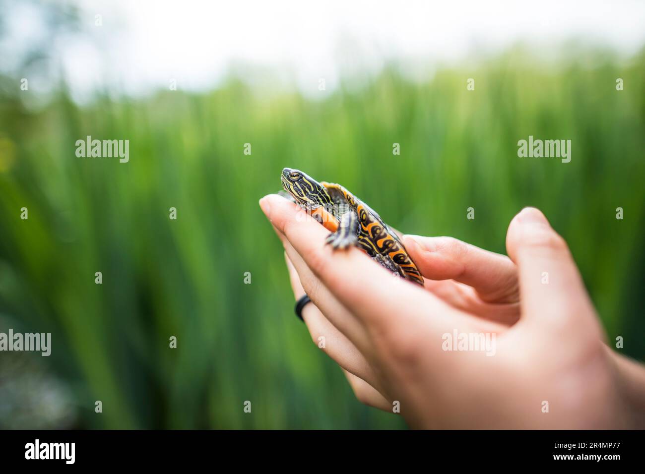 Hand painted turtle hi-res stock photography and images - Alamy