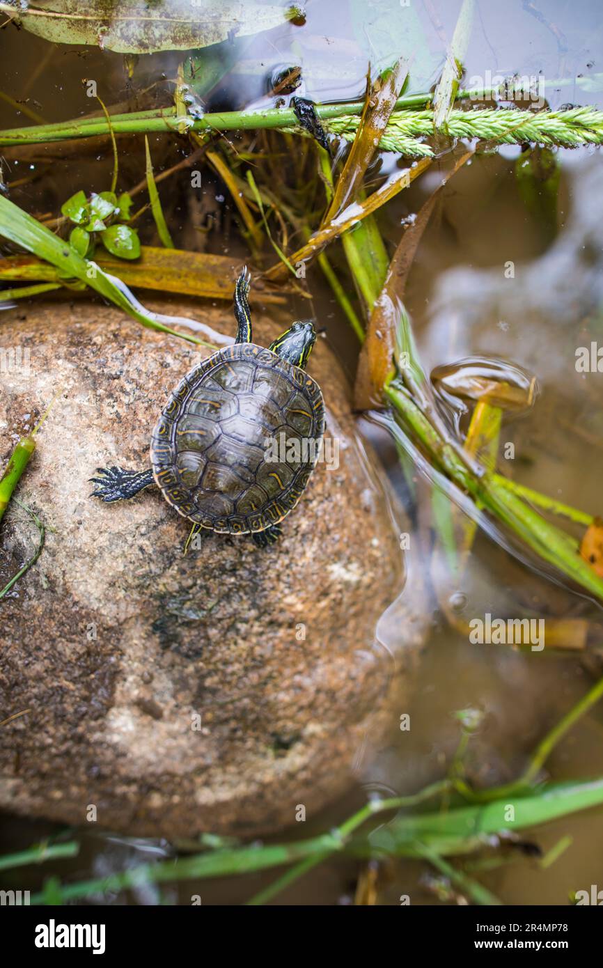 Western Painted Turtle reaches for the water from its basking rock ...
