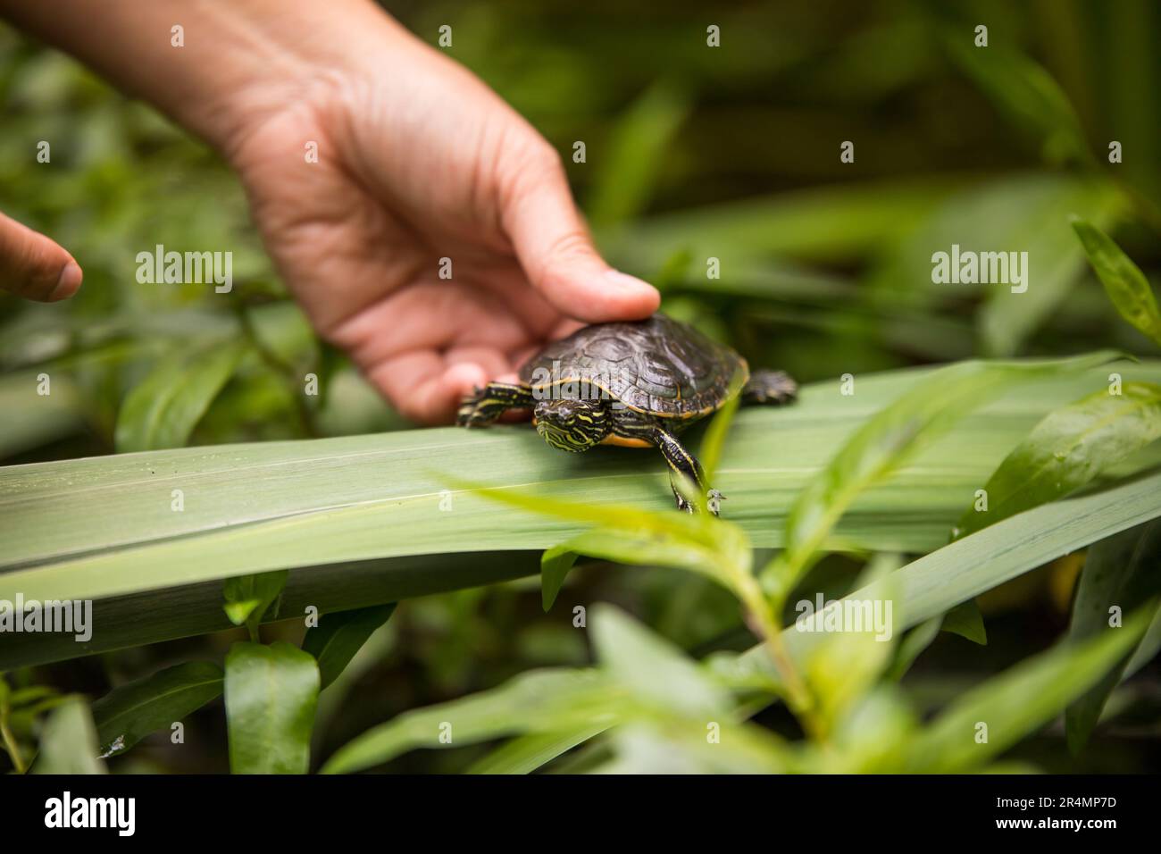 Biologist places a Western Painted Turtle back into its environment ...