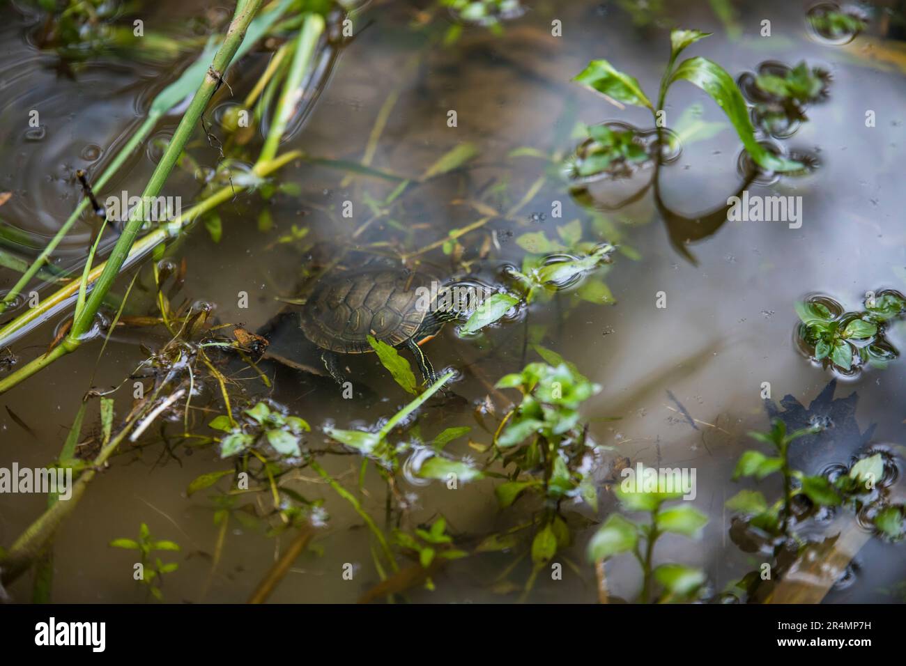Animals of western north america hi-res stock photography and images ...