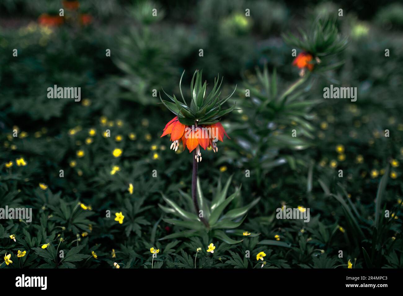 Orange flower crown imperial hi-res stock photography and images - Alamy