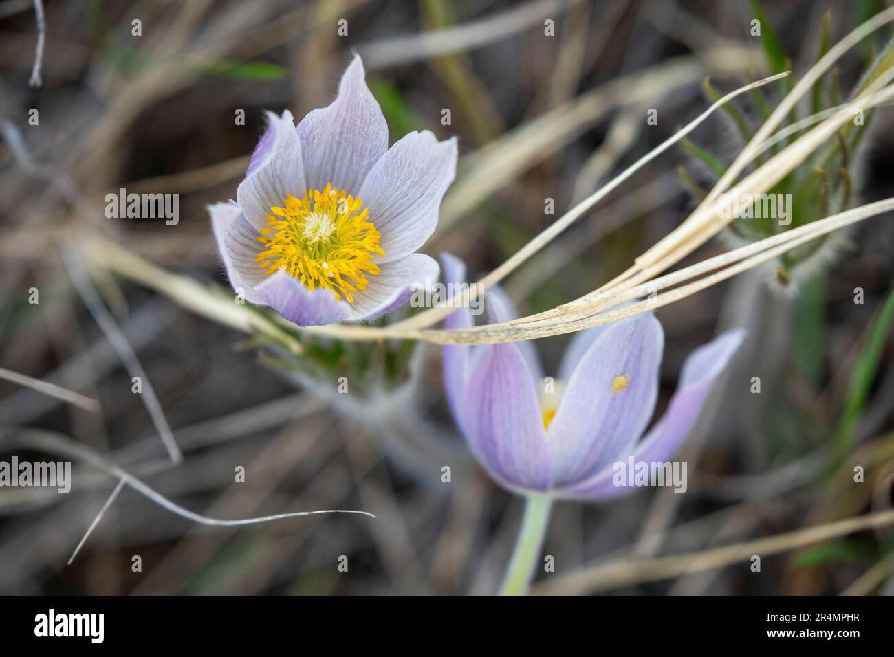 A purple flower grows among the grass in the badlands of North Dakota ...