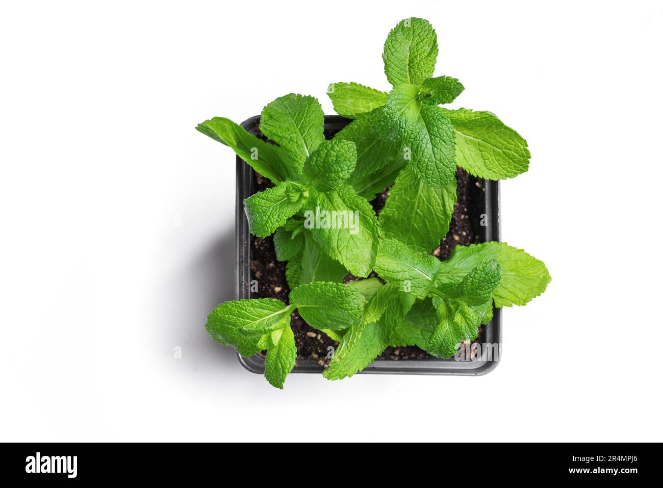 Fresh mint plant leaves isolated on white background, top view ...