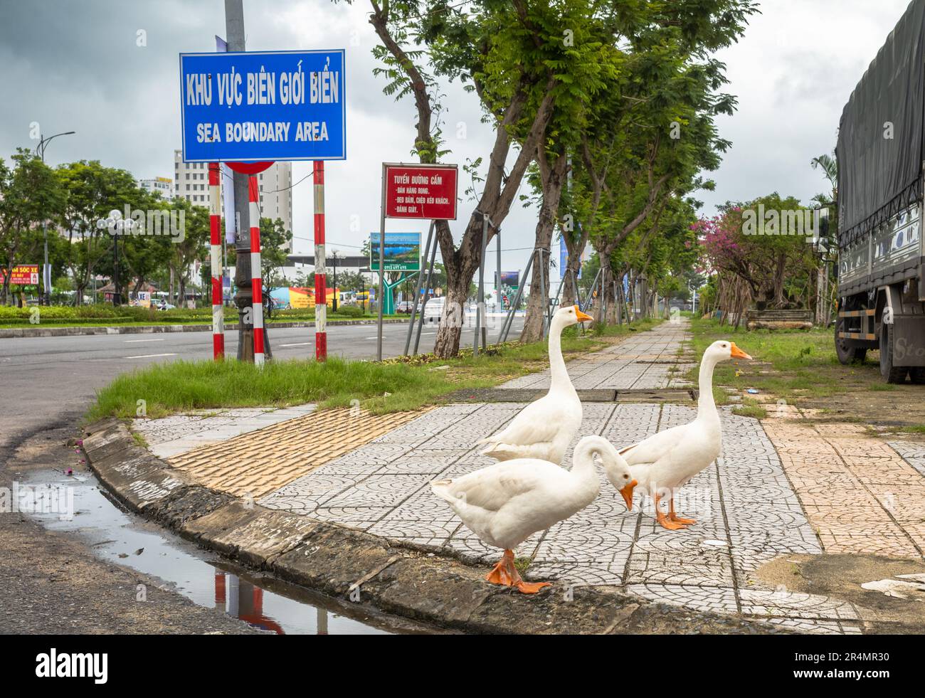 Three white geese on a pavement near the sea in in Danang, Vietnam ...