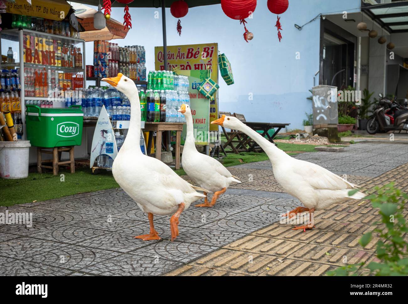 Three white geese walk down a pavement past a street food drink and ...