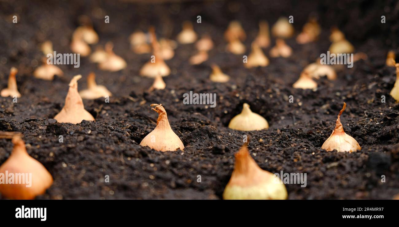 Onion weed bulbs hi-res stock photography and images - Alamy