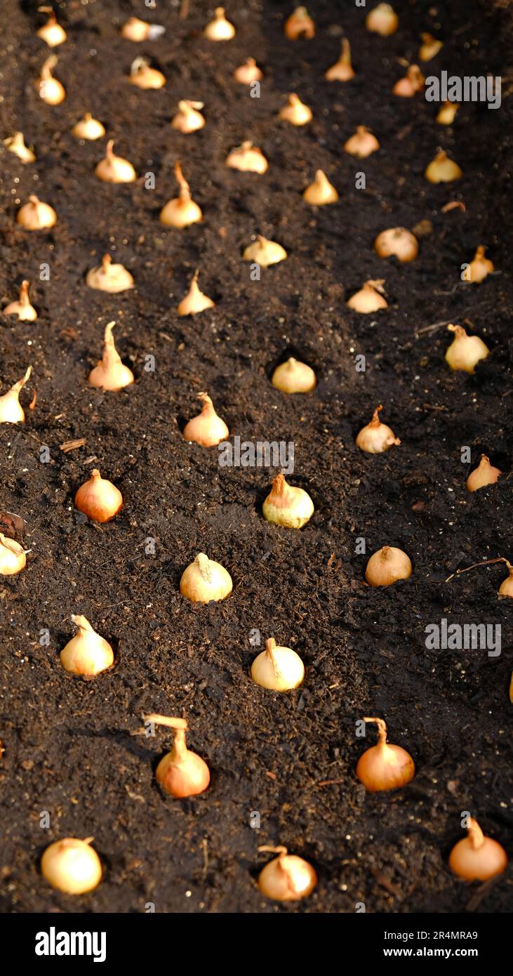 Onion weed bulbs hi-res stock photography and images - Alamy