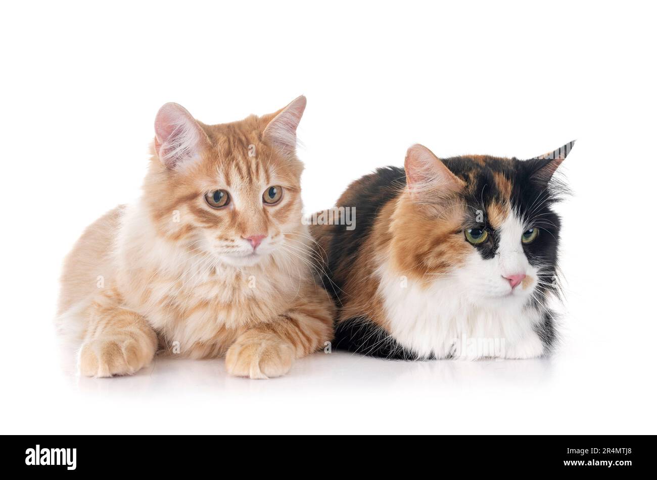 young Kurilian Bobtails in front of white background Stock Photo - Alamy