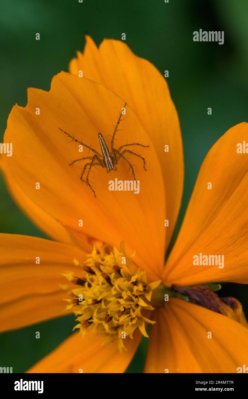 Oxyopes salticus is a species of lynx spider, commonly known as the ...