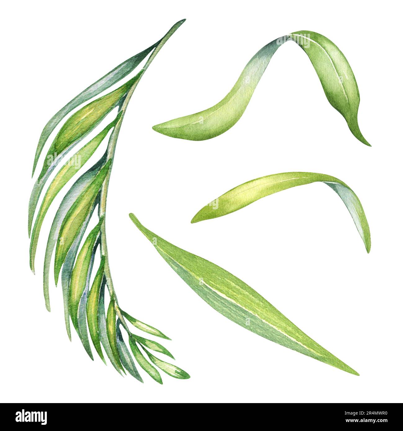 Set of palm leaves of acai tree watercolor illustration isolated on ...