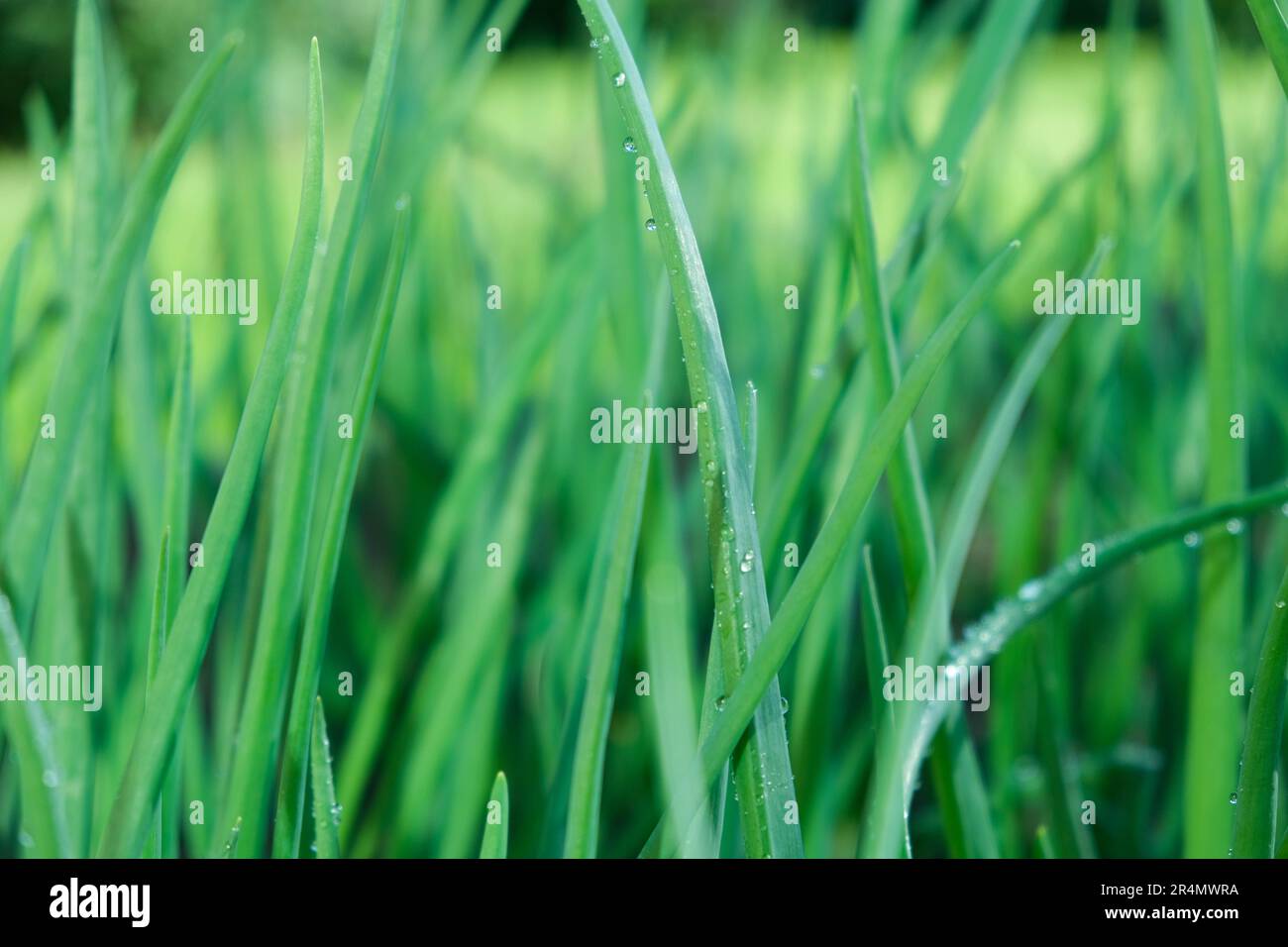 Young green onion plants in the field. Green onion are grown in ...