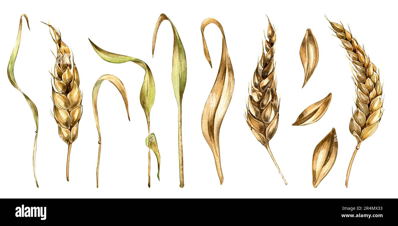 Set of wheat ear, dryed stalk, grains watercolor illustration isolated ...