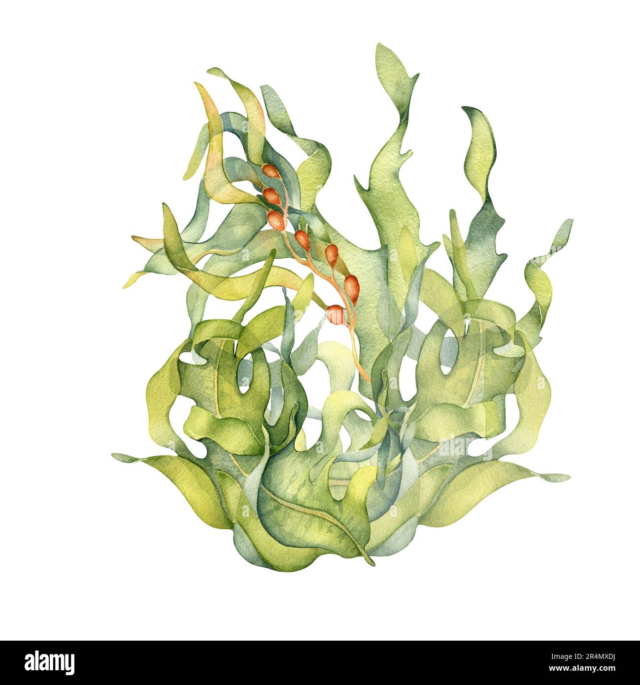 Green sea plant watercolor illustration isolated on white background ...