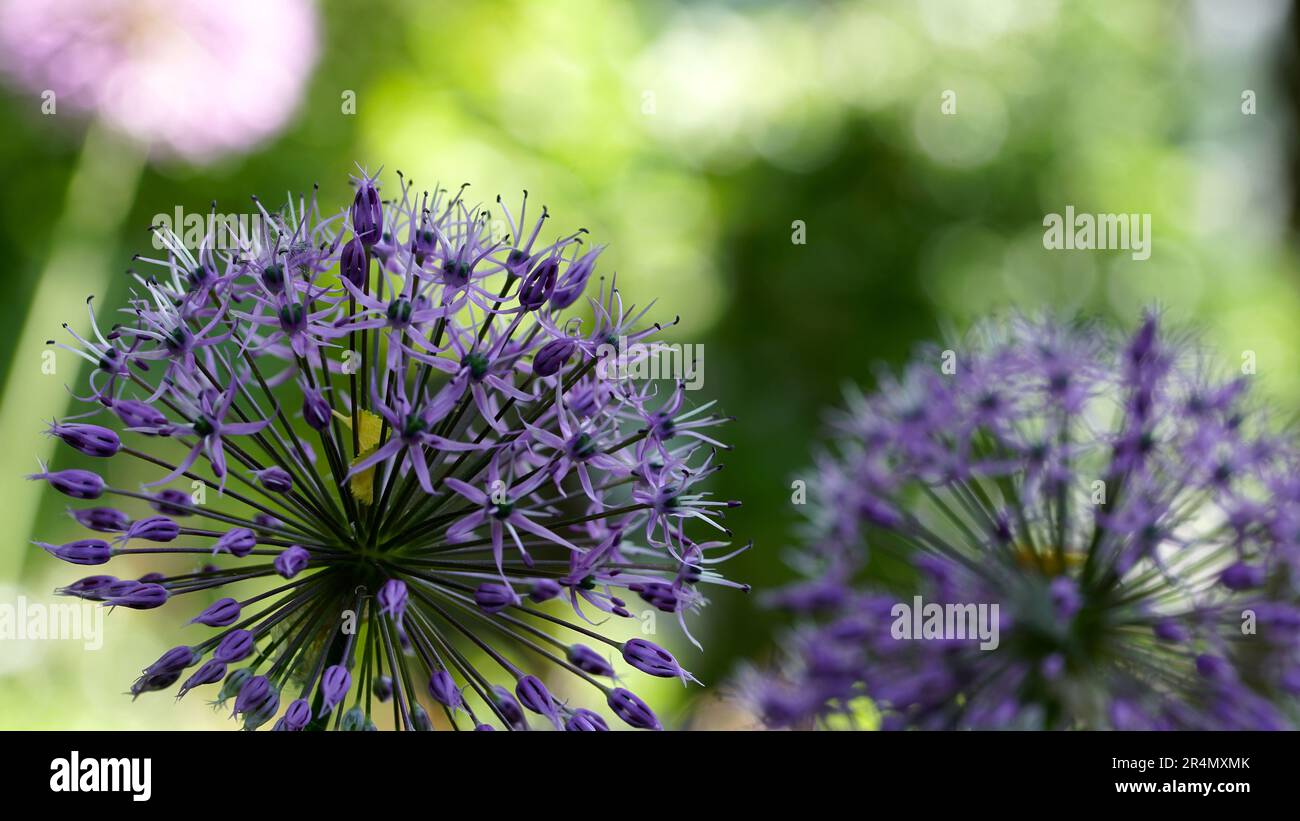 Purple ornamental leeks in the garden Stock Photo - Alamy