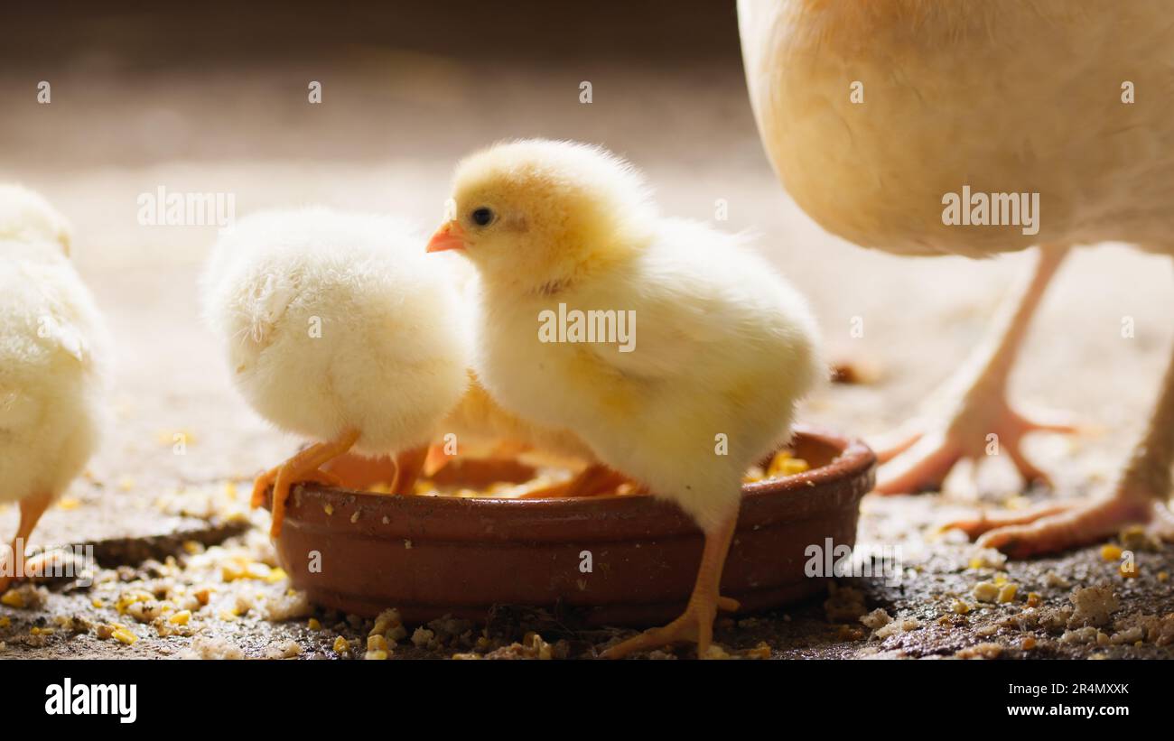 Baby chickens eat hi-res stock photography and images - Alamy