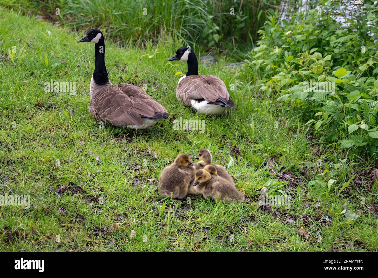 Family of Canada Geese (Branta canadensis), goslings cuddling with ...