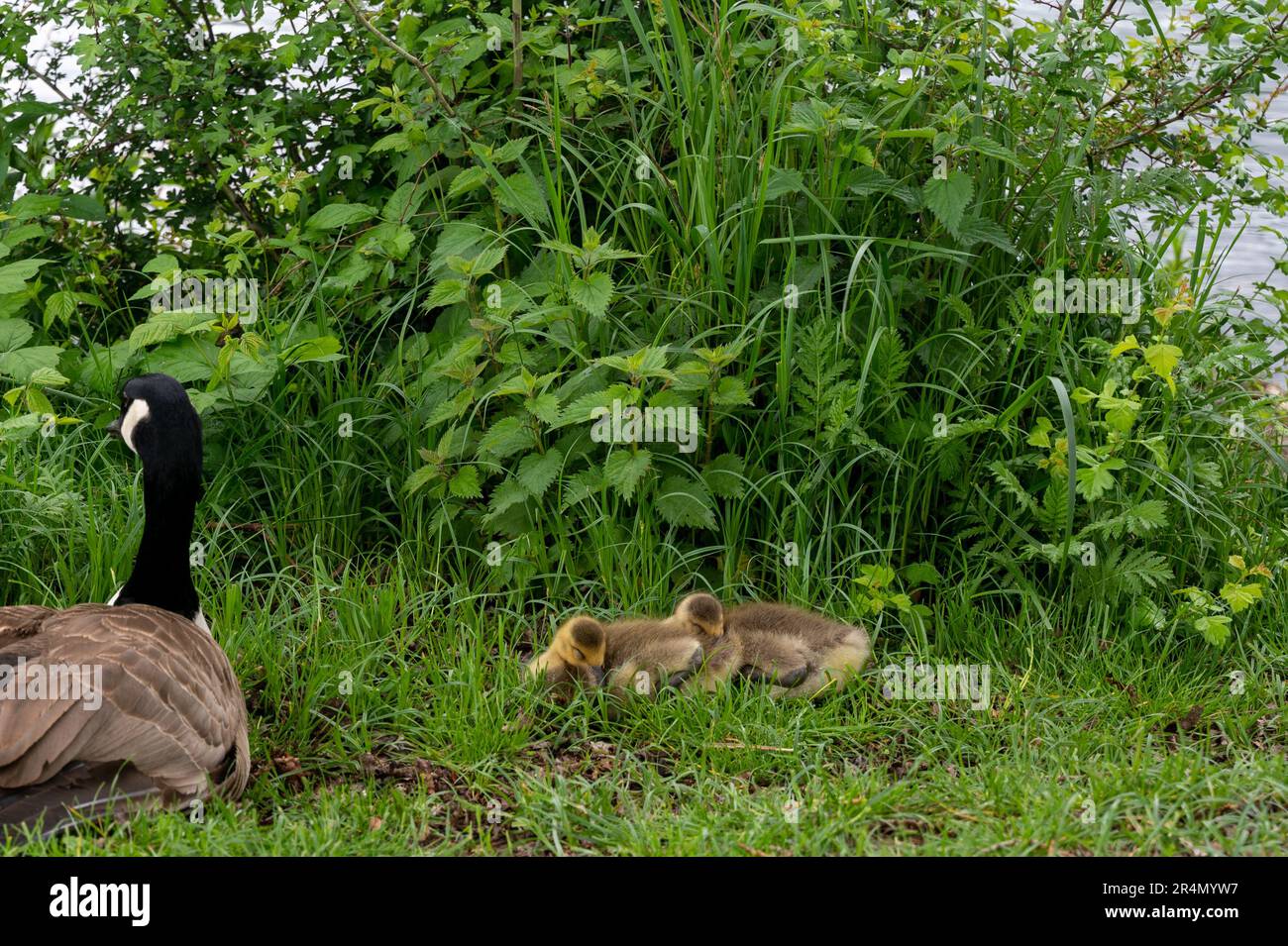 Canada geese ( Branta canadensis ) chicks with a goose in the green ...