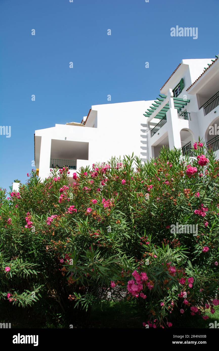 Bungalow complex with flowers bush on Canary Island Tenerife, Costa ...