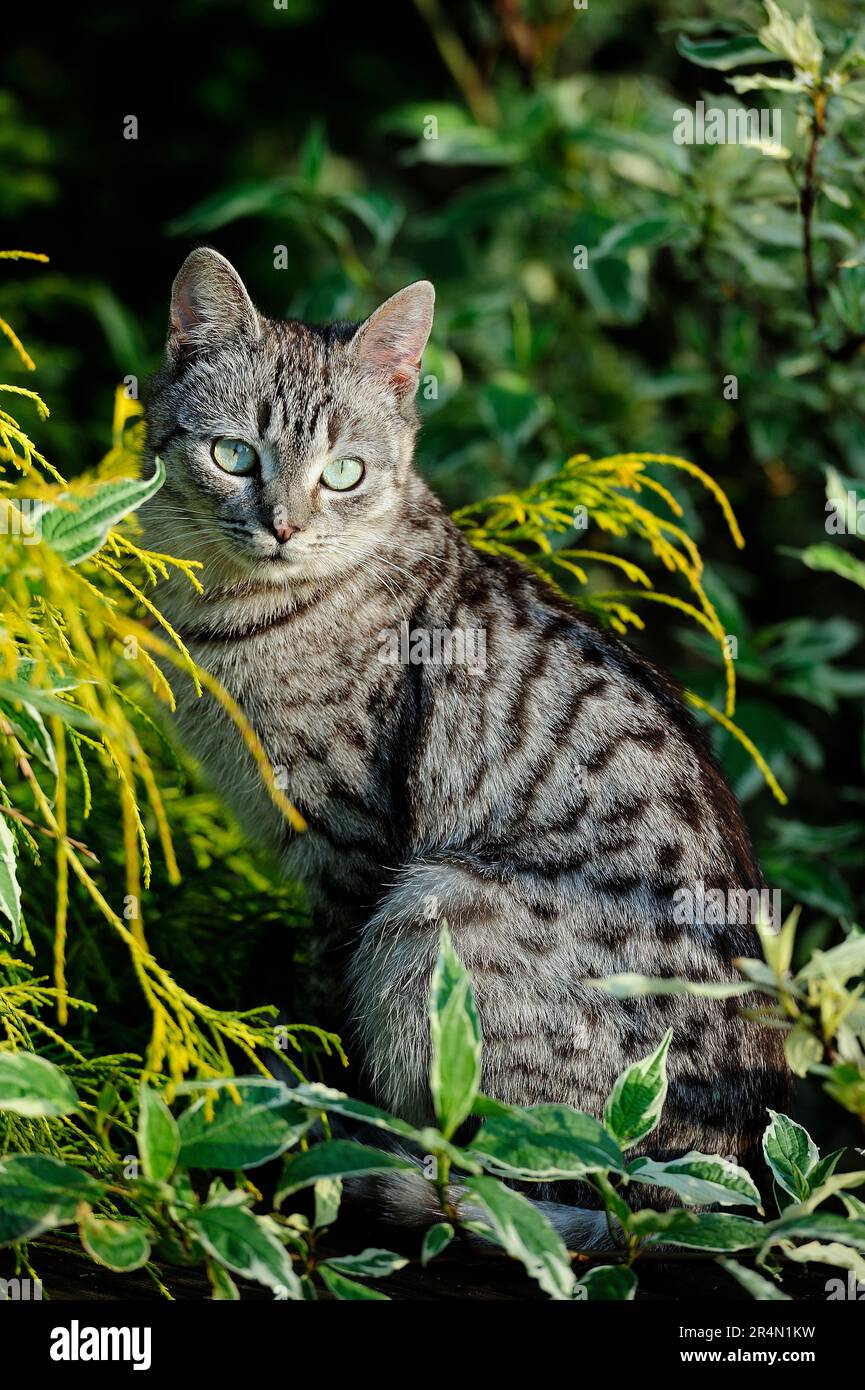 animals, cat, ear, emotion, empty, expression, eyes, young, domestic ...