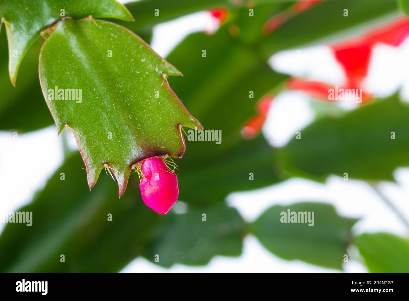 Christmas cactus flower bud in focus. Macro view of a flower Stock Photo - Alamy