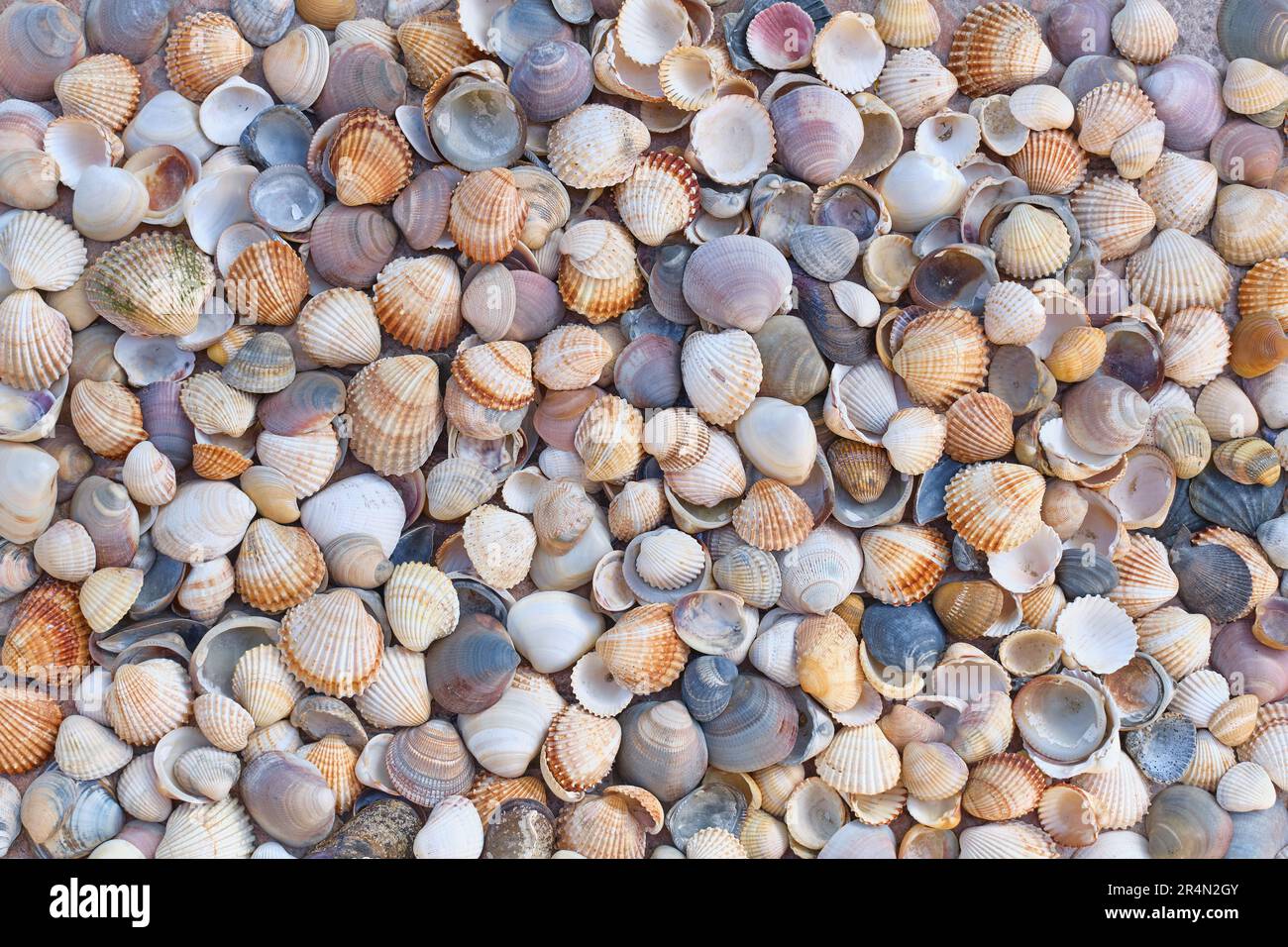 Colorful seashells in a big pile spread out, photographed from above ...
