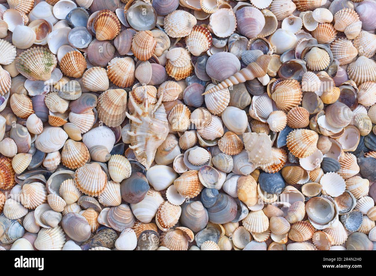 Colorful seashells in a big pile spread out, photographed from above ...