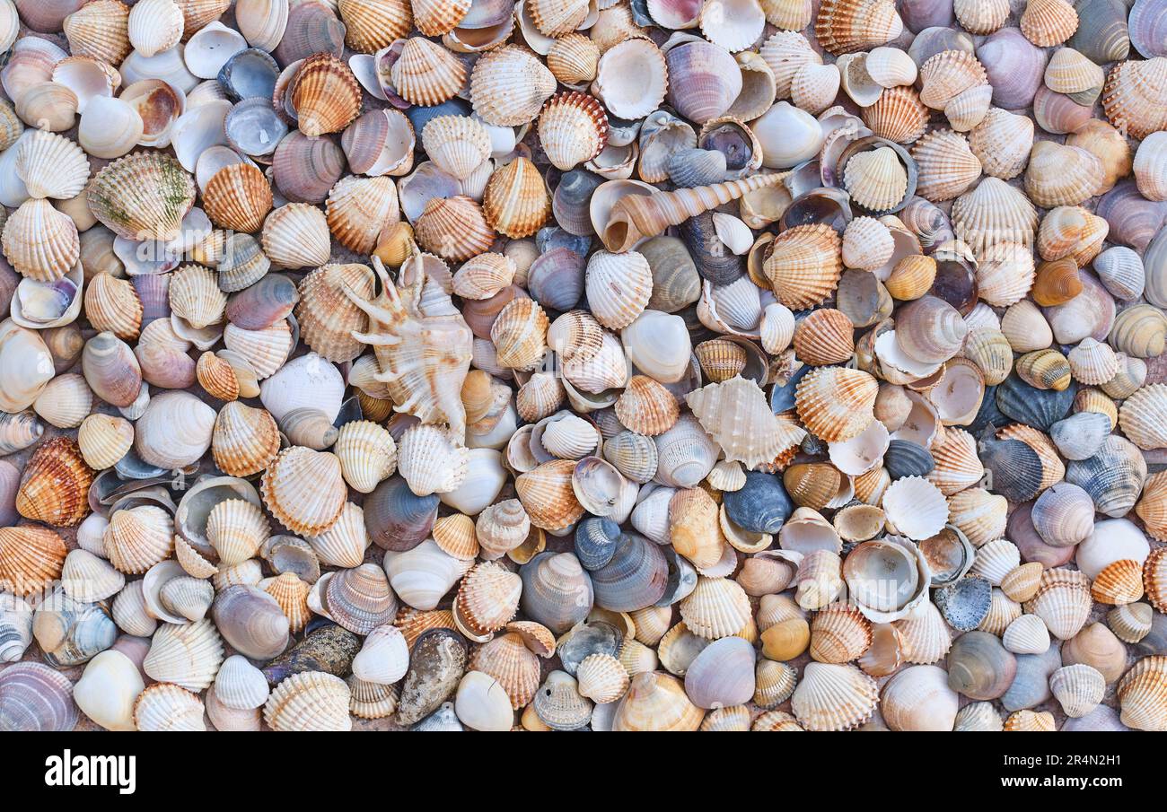 Colorful seashells in a big pile spread out, photographed from above ...
