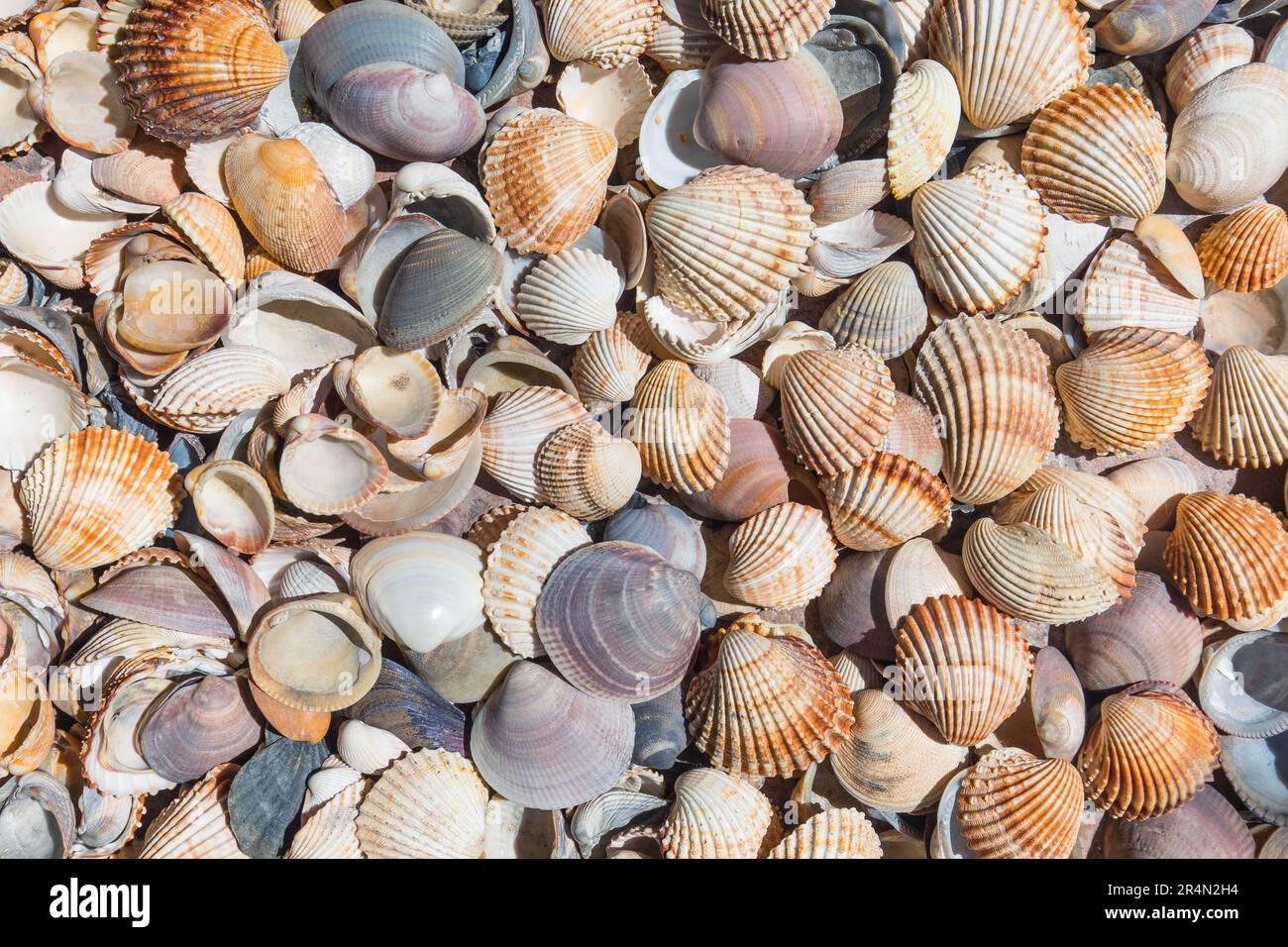 Colorful seashells in a big pile spread out, photographed from above ...