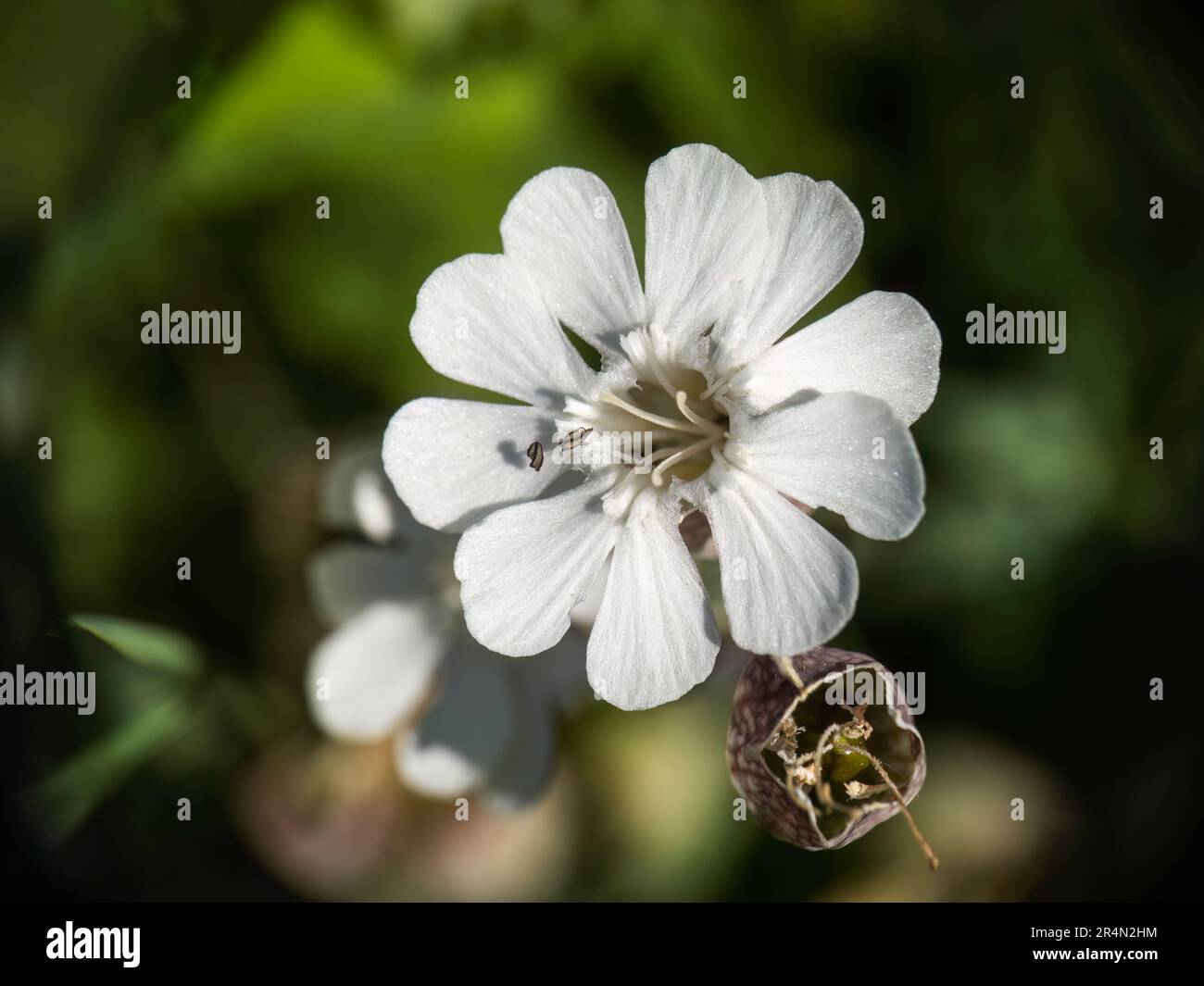 Wild Sea Campion flower, closeup macro. Silene uniflora Stock Photo - Alamy