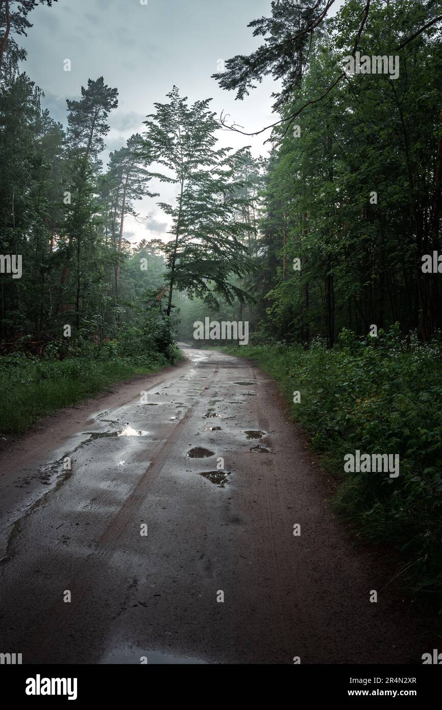 Moody forest just after the rain. Gravel road in the forest. Puddles on ...