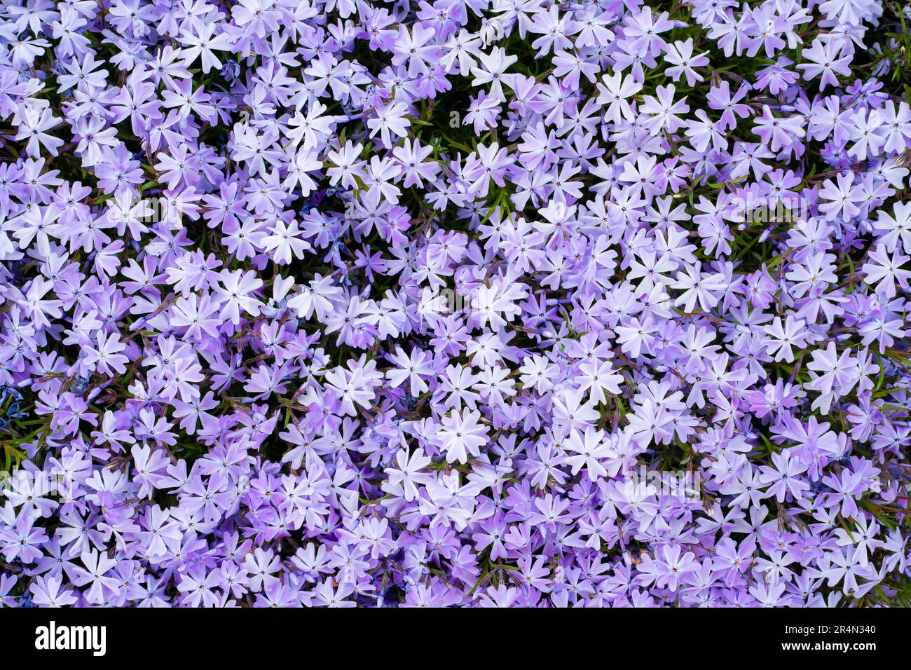 Background wallpaper of subulata phlox delicate purple color Stock ...
