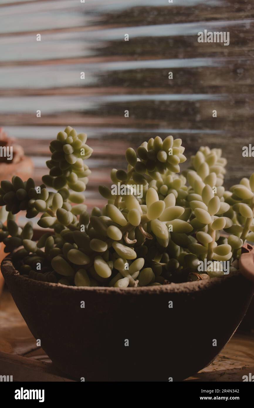 succulent plant sunbathing Stock Photo - Alamy