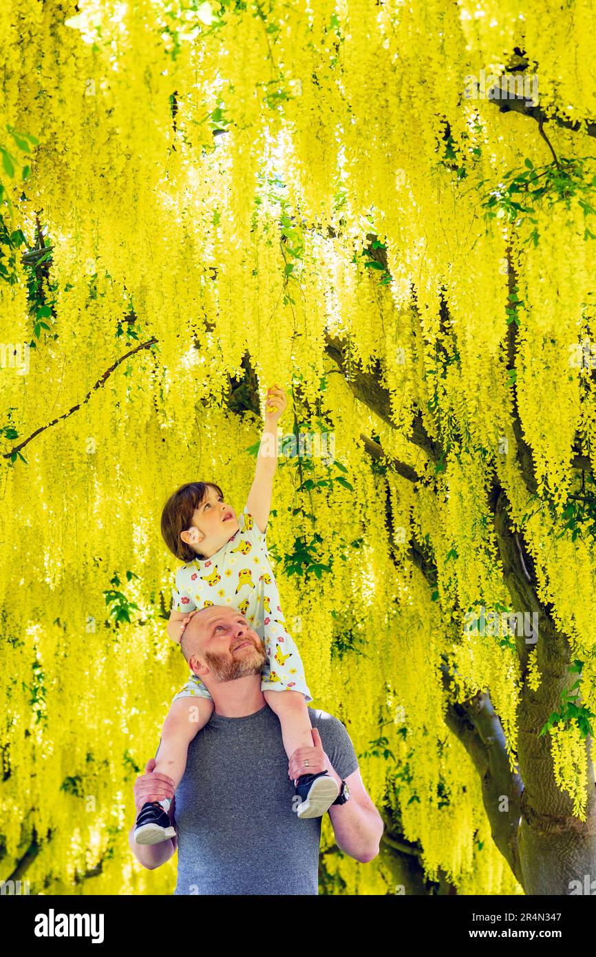 Dave Hackett and his daughter Daisy, five, explore the laburnum arch in ...