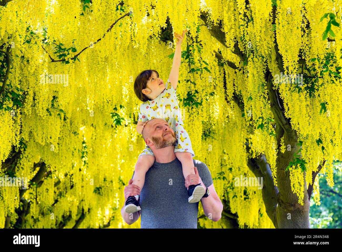Dave Hackett and his daughter Daisy, five, explore the laburnum arch in ...