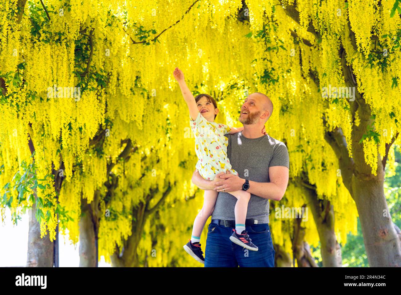 Dave Hackett and his daughter Daisy, five, explore the laburnum arch in ...