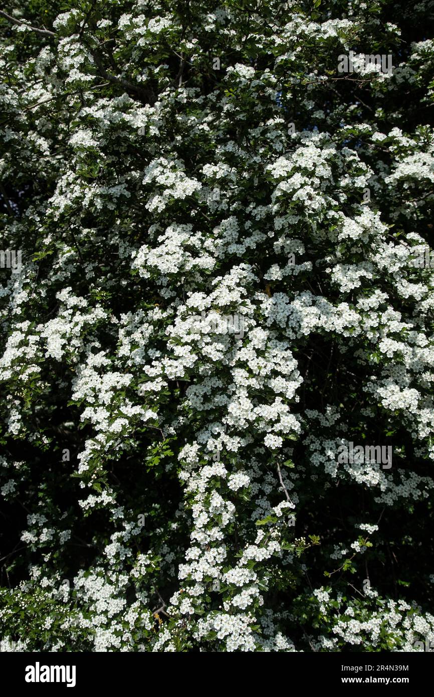 Hawthorn bushes hi-res stock photography and images - Alamy