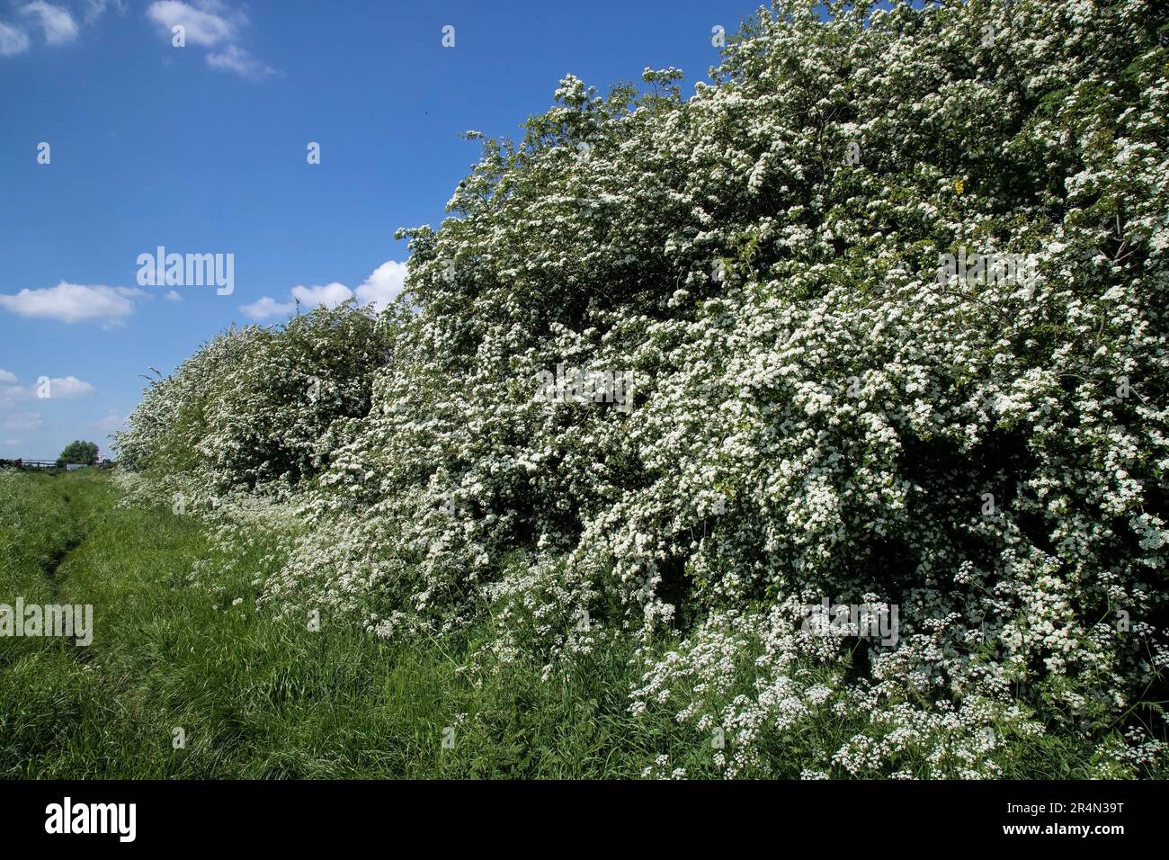 Hawthorn bushes hi-res stock photography and images - Alamy