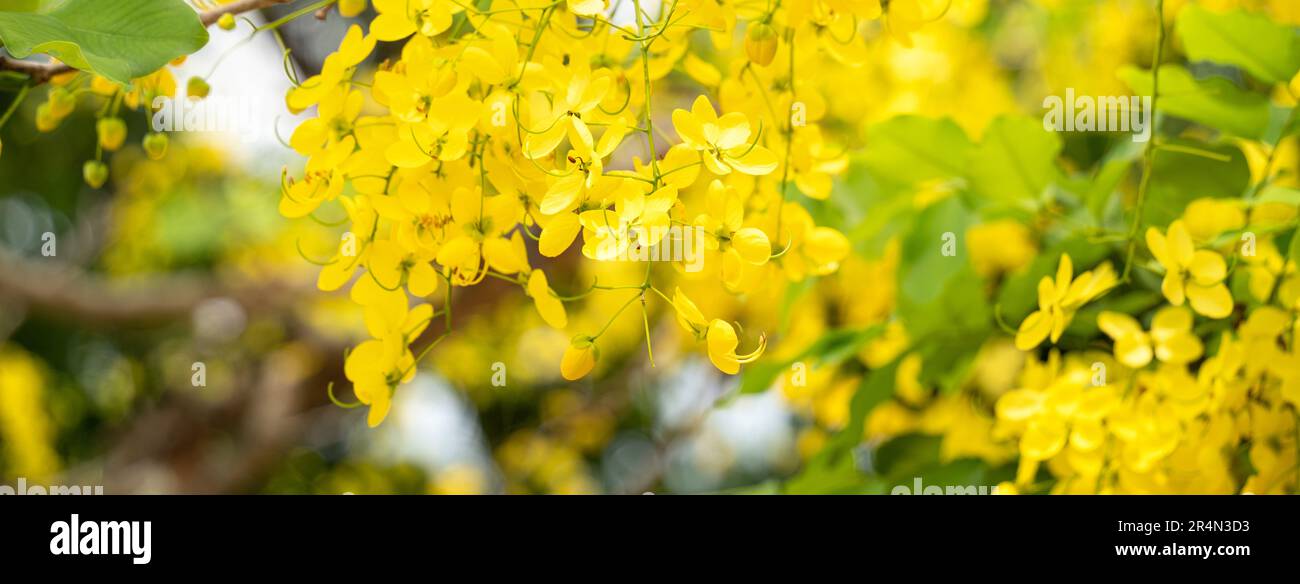 Beautiful Cassia fistula golden shower, golden rain flowers blooming on the tree in Taiwan Stock ...