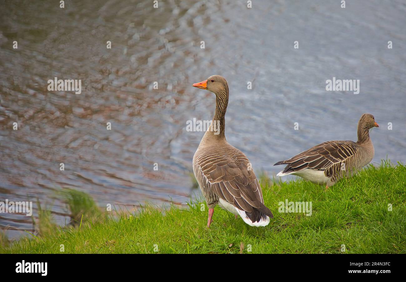 Fauna germany hi-res stock photography and images - Alamy