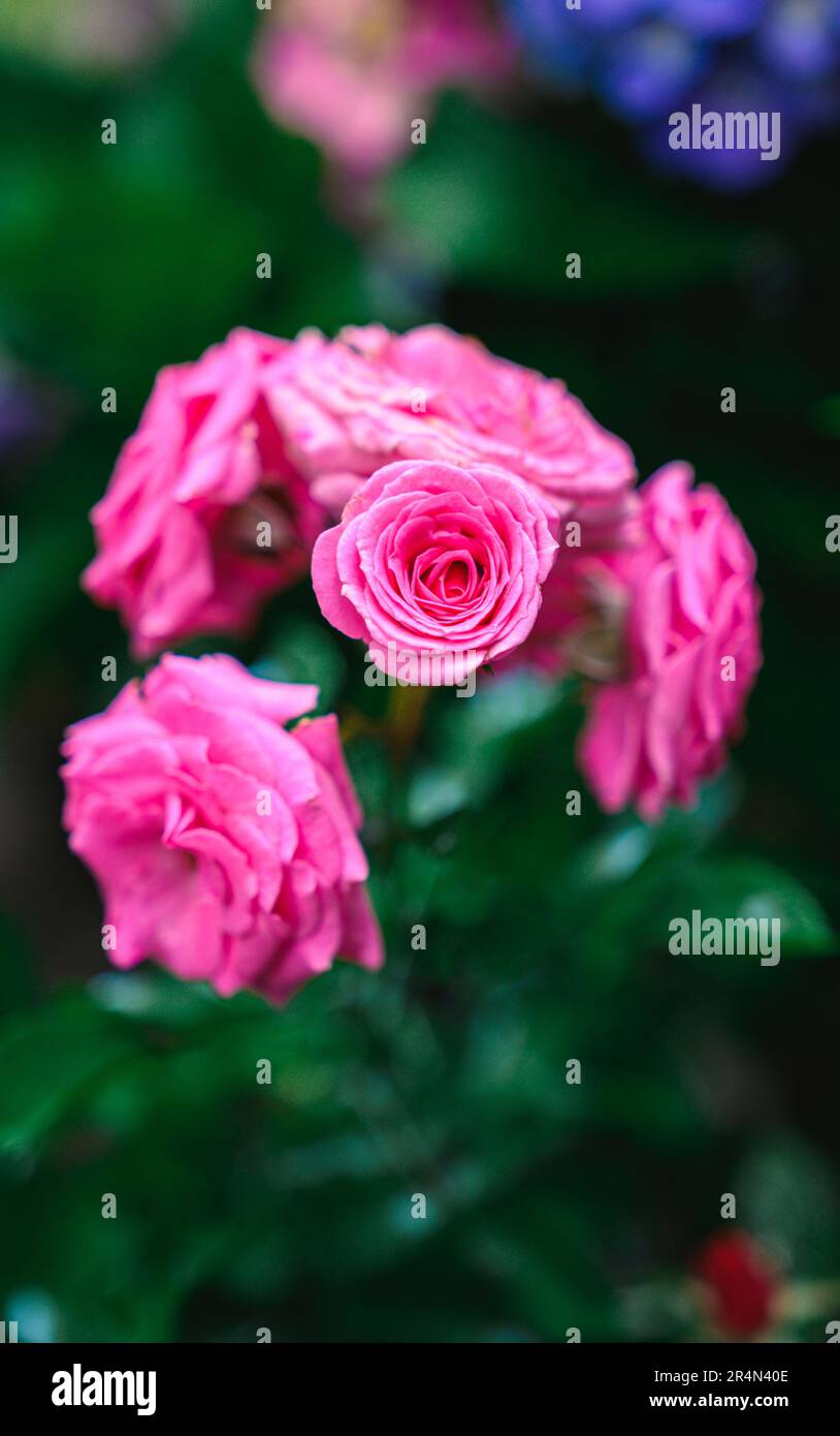 Detailed roses hi-res stock photography and images - Alamy