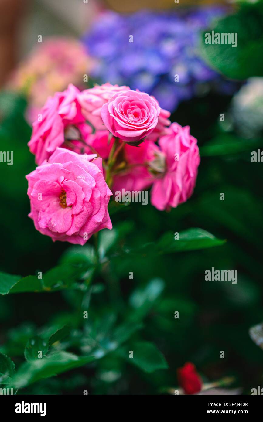 Detailed roses hi-res stock photography and images - Alamy
