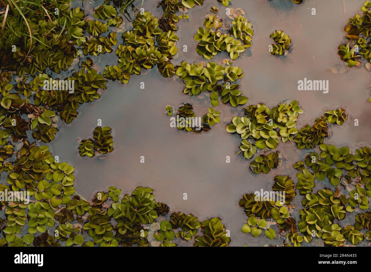 Scattered wild plants hi-res stock photography and images - Alamy