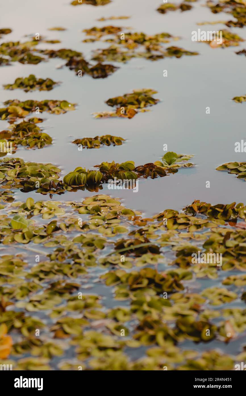Trees green foliage around pond hi-res stock photography and images - Alamy