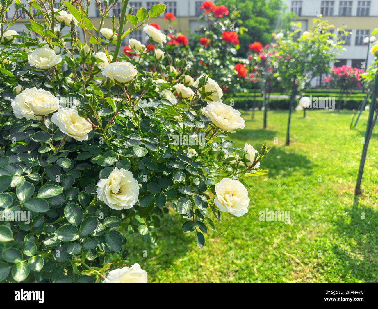 Blooming rose bush in the garden Stock Photo - Alamy