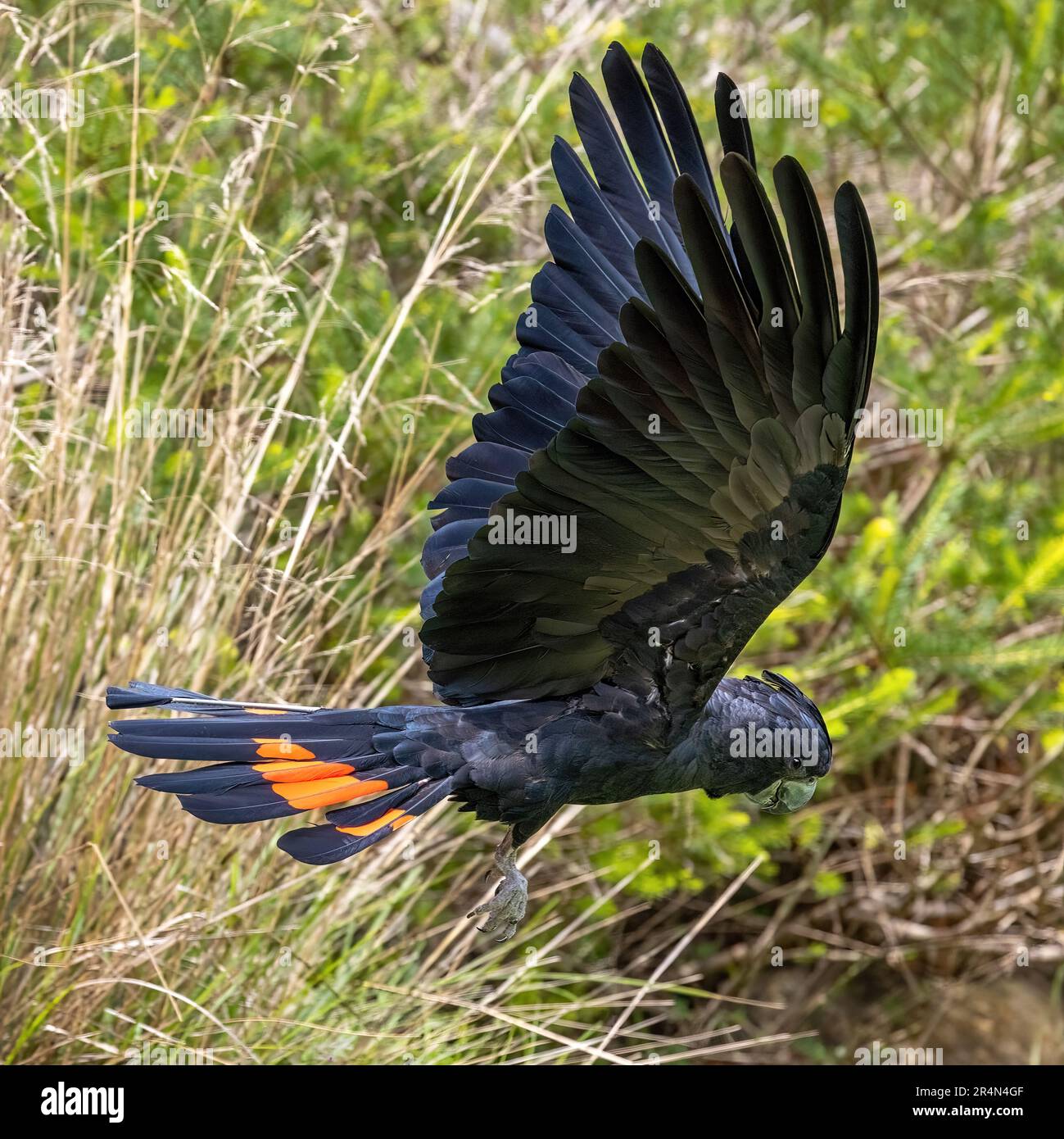 An adult male red tailed black cockatoo, calyptorhynchus banksii, in ...