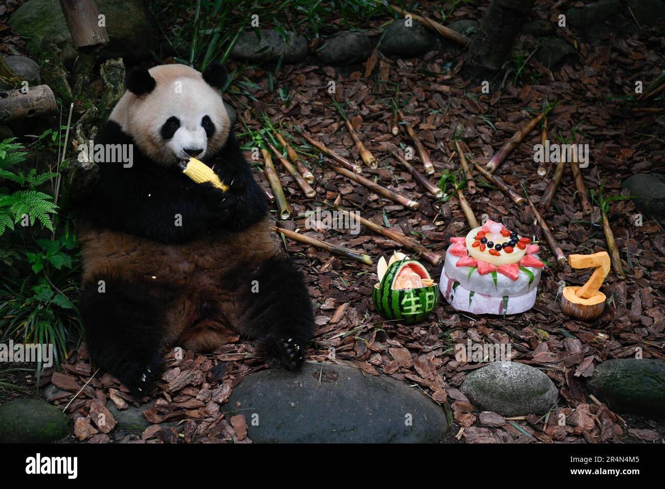 Chengdu. 29th May, 2023. This photo taken on May 29, 2023 shows giant panda Mei Lan at Chengdu ...